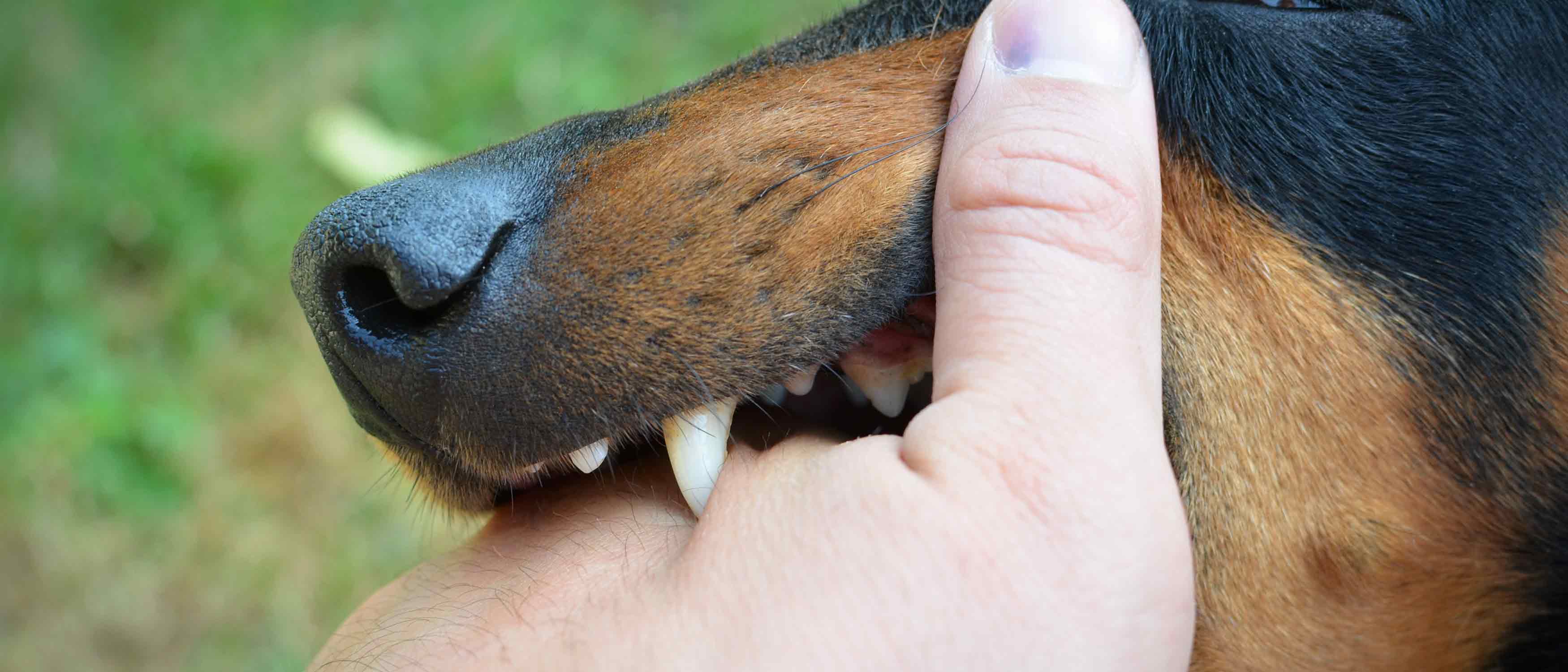 California Dog Bite Lawyers California Injury Attorneys California Dog Bite Lawyers California Injury Attorneys